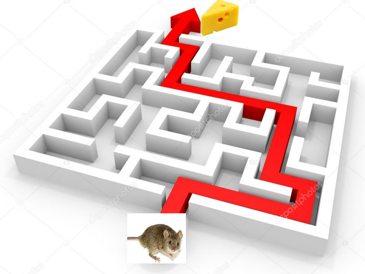 Maze Edward Map C Tolman Cogntive